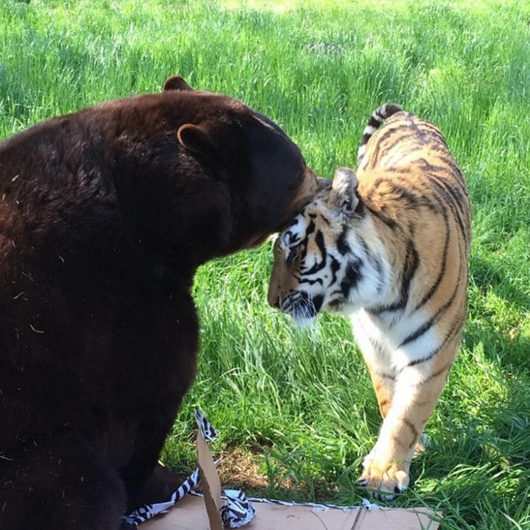 Un león, un tigre y un oso son los mejores amigos ¡Es Increíble!